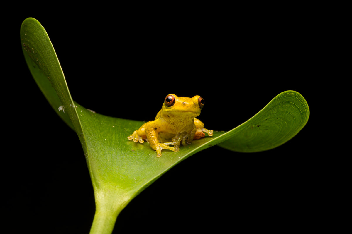 Prince of the Pond – Liron Gertsman Photography